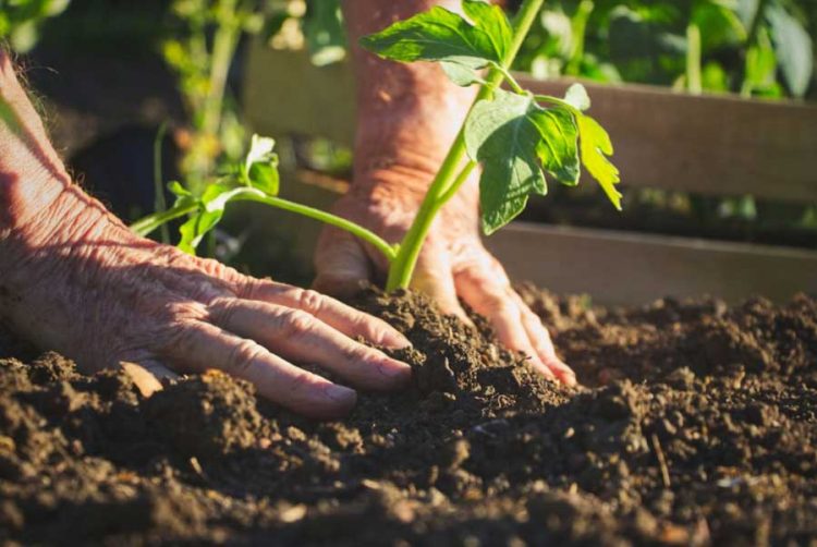 Great tips every gardener should know – Gardensy