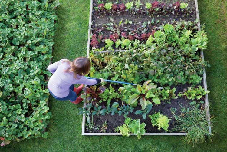 Choose the perfect spot for your garden – Gardensy